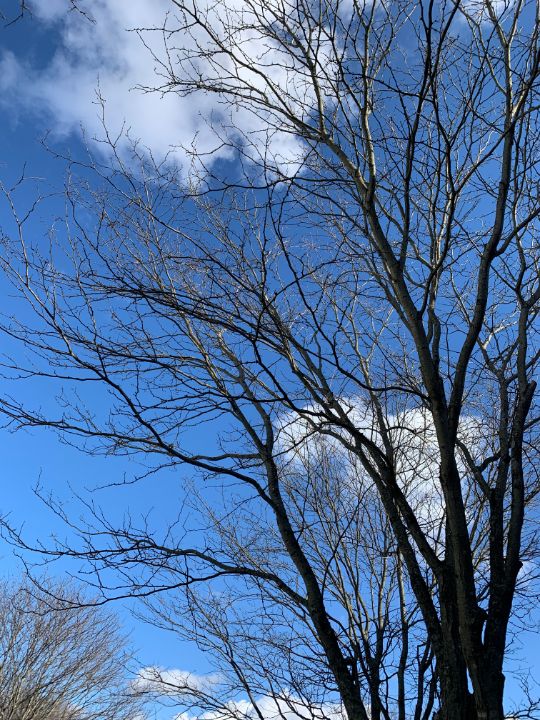 Blue sky tree 4 - Rory’s Cauldron - Photography, Landscapes & Nature ...