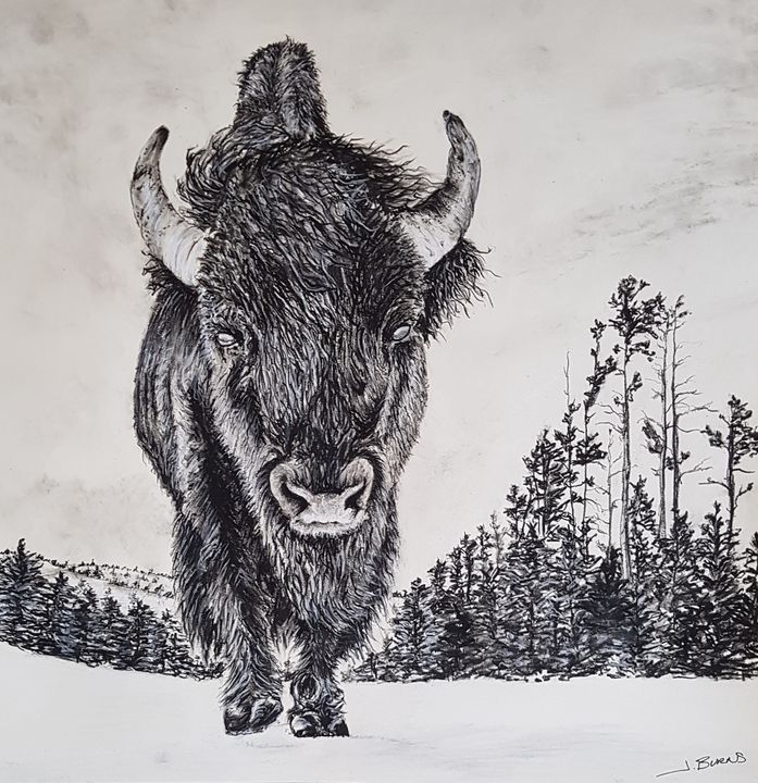 Buffalo - Burns - Fine Art - Drawings & Illustration, Animals, Birds ...
