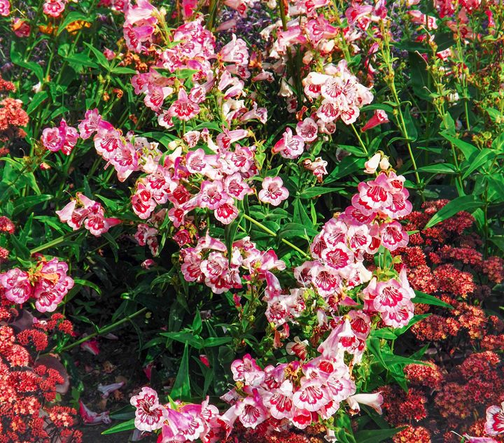 Flower blends - David Jones - Photography, Flowers, Plants, & Trees ...