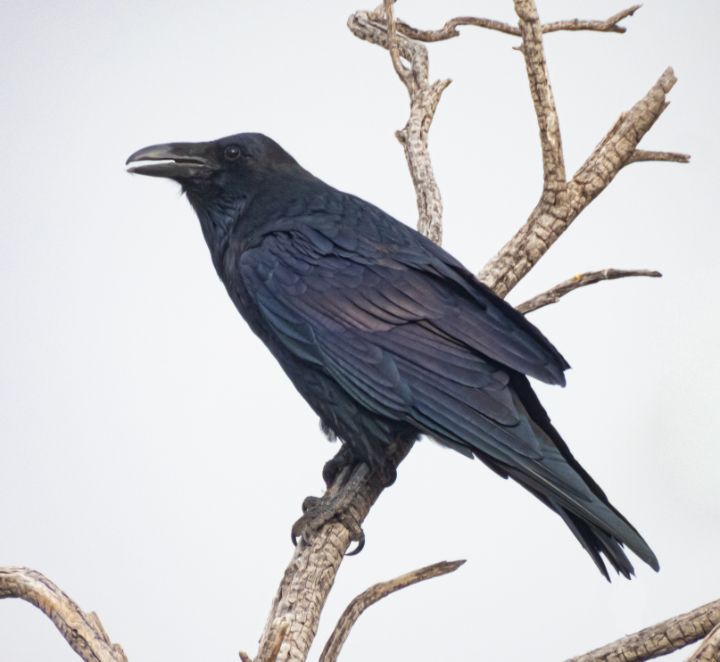 Morning Raven - Alolkoy Photography - Photography, Animals, Birds ...