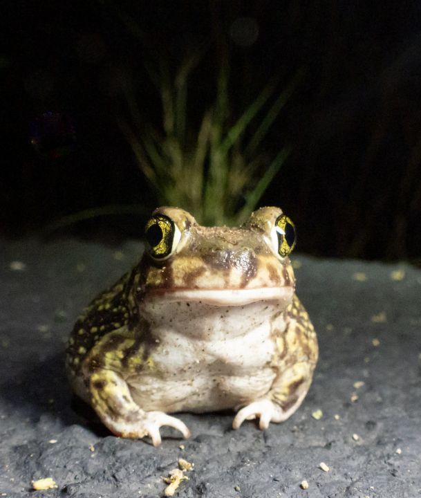 Spadefoot Toad - Alolkoy Photography - Photography, Animals, Birds ...