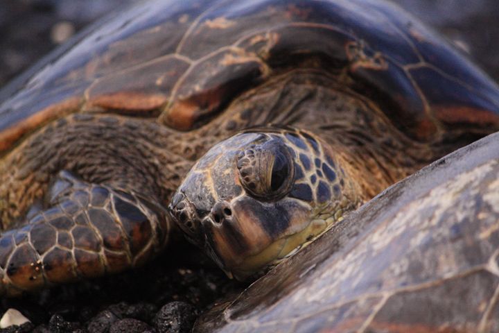 Turtle Love - AshleyNicole - Photography, Animals, Birds, & Fish ...