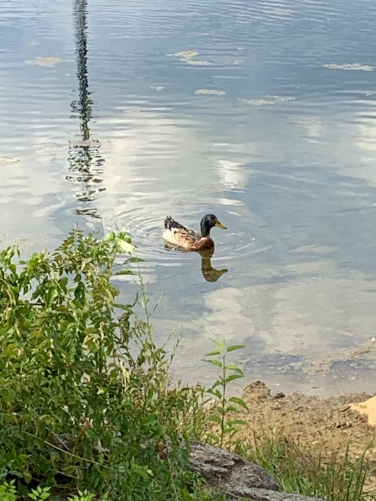 Lone Duck At The Lake - Kerri Caprice Parker - Photography, Animals ...