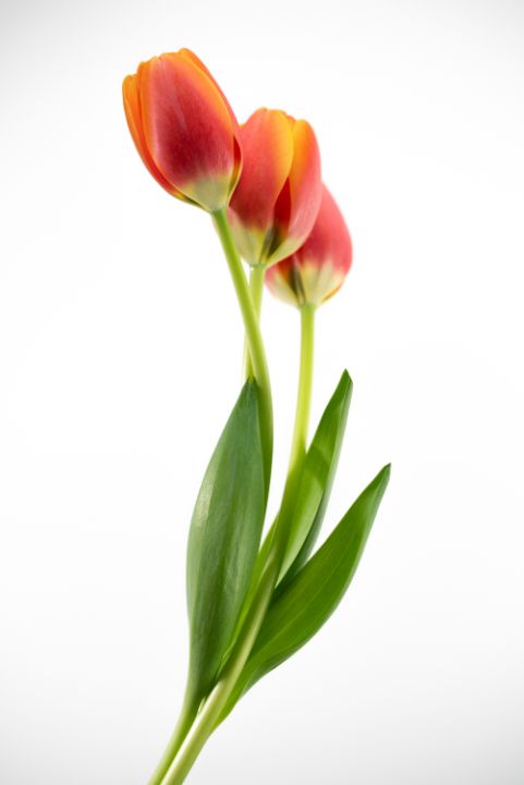 Tulip Trio Minimalist Still Life - Home Plus Arts - Photography ...