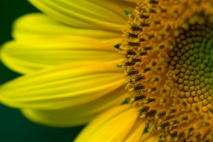 Sunflower Fill - Home Plus Arts - Photography, Flowers, Plants, & Trees ...