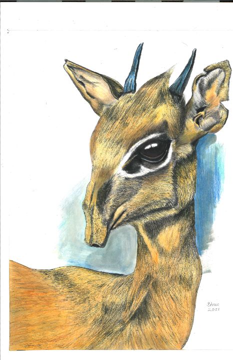 Mrs. Dik Dik - Christopher Mitchell - Drawings & Illustration, Animals ...