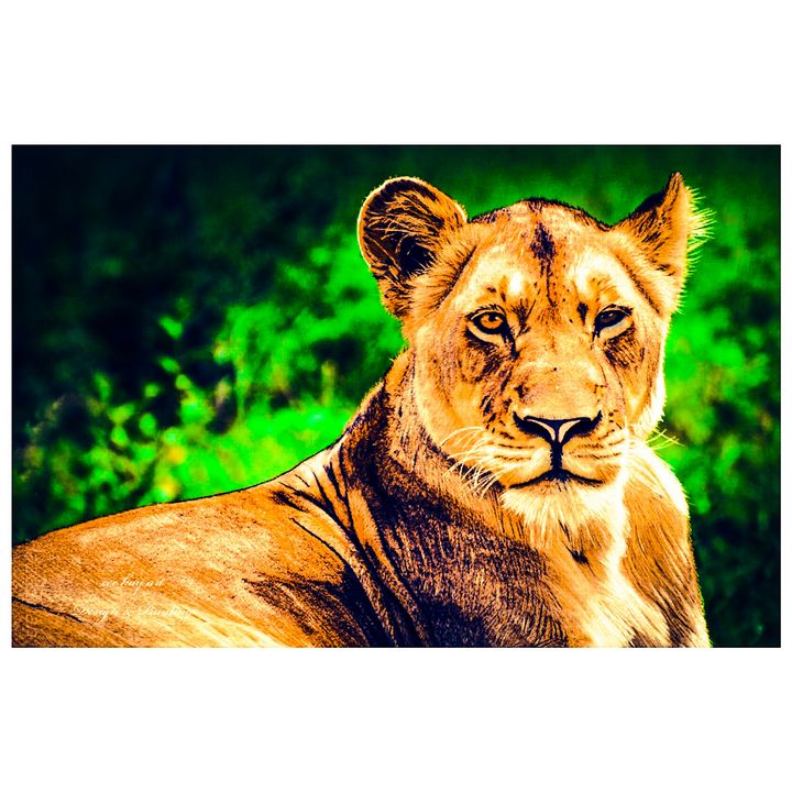 The Great Dame of the Jungle: A Lion - Cee Kay Creations - Drawings ...