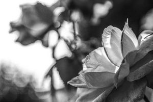 Translucent Rose, color - Samuel Bailey - Photography, Flowers, Plants ...