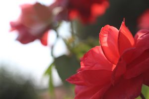 Translucent Rose, color - Samuel Bailey - Photography, Flowers, Plants ...