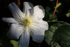 Translucent Rose, color - Samuel Bailey - Photography, Flowers, Plants ...