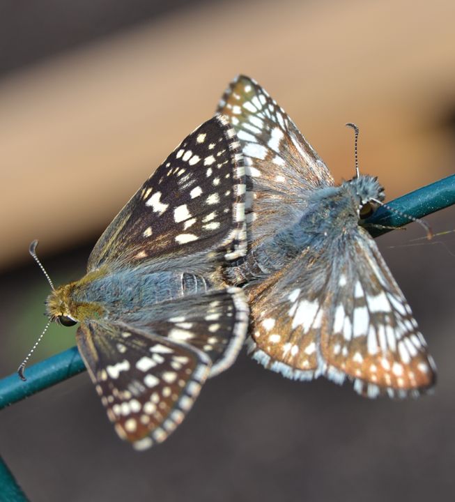 Moth Love - Fine Art Photography, Nature and More! - Photography ...