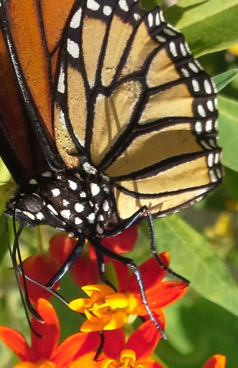 Macro Monarch - Fine Art Photography, Nature and More! - Photography ...