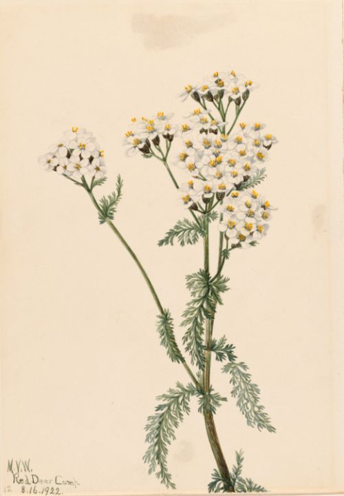 Western Yarrow Achillea lanulosa - Unique Artworks Collection ...