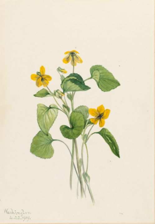 Smooth Yellow Violet Viola eriocarpa - Unique Artworks Collection ...