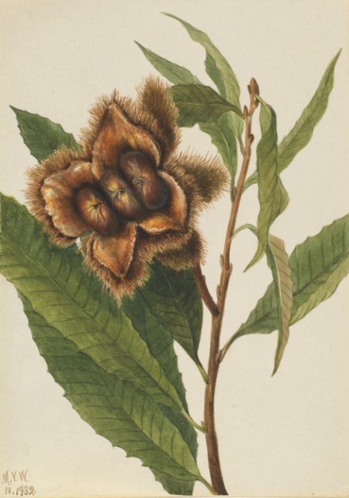American Chestnut Castanea dentata - Unique Artworks Collection ...