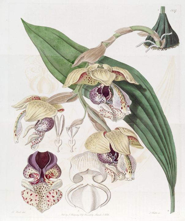 Stanhopea insignis - Edwards vol 22 - Unique Artworks Collection ...