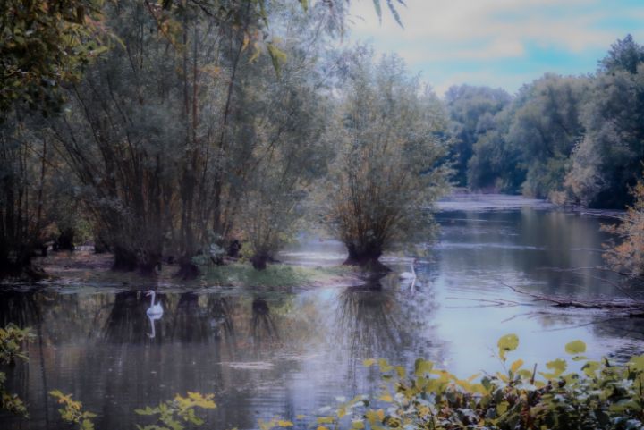 Two Swans -Flatford - Kate Lake - Photography, Landscapes & Nature ...