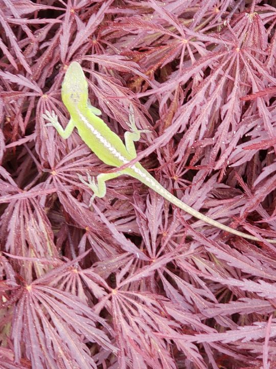 Lizard Life - Hbowland - Photography, Animals, Birds, & Fish, Reptiles ...