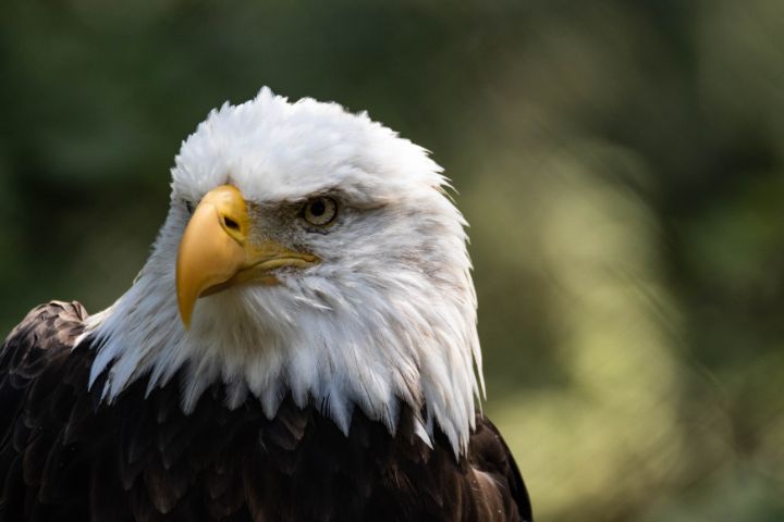 Bald Eagle close up picture left - Wildphotomike art and photography ...