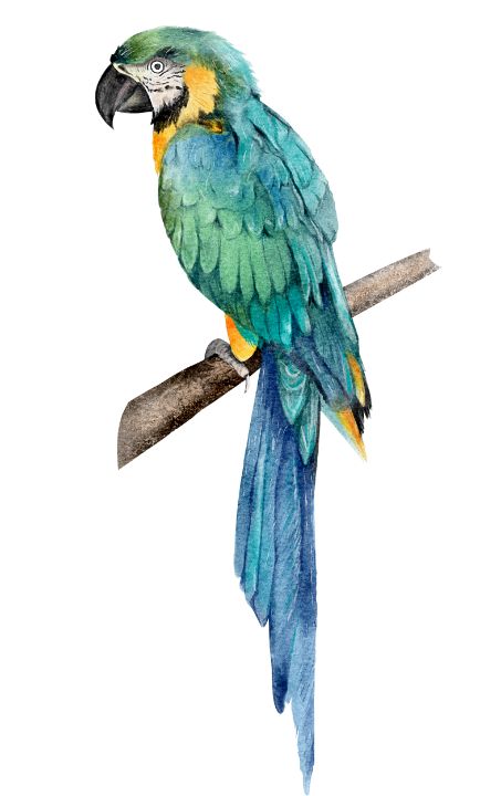 blue macaw art print - Best Wall art - Paintings & Prints, Animals ...