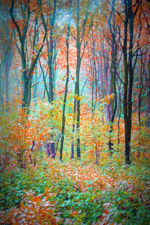 Color Forest IV - Flowers by Alaya Gadeh - Photography, Landscapes ...
