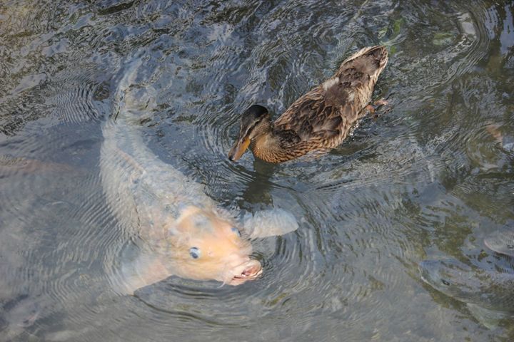 fish and duck - Kasper Gallery - Photography, Animals, Birds, & Fish ...