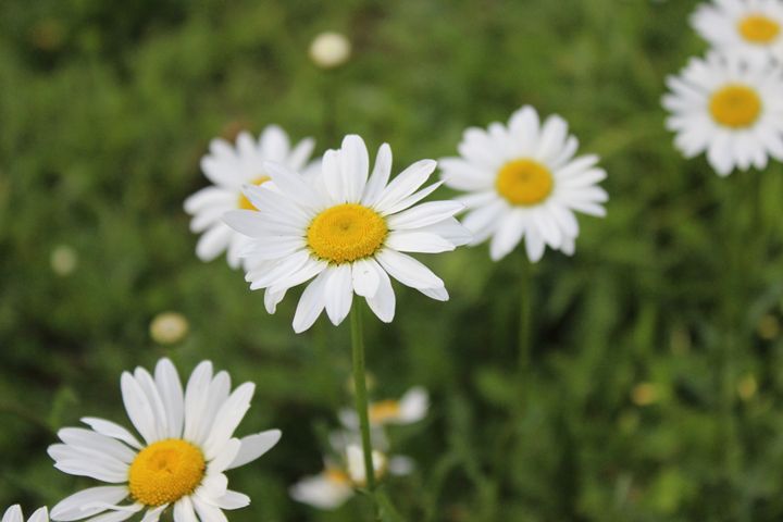 Proud Daisy - Kasper Gallery - Photography, Flowers, Plants, & Trees ...