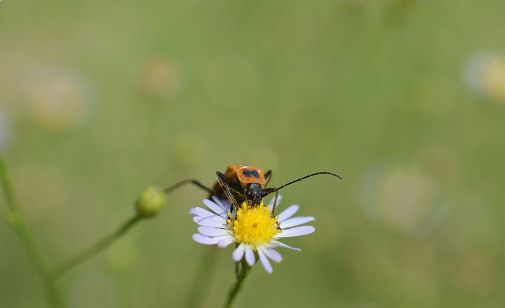 Daisy Pollination - Jennifer Wallace - Photography, Flowers, Plants ...