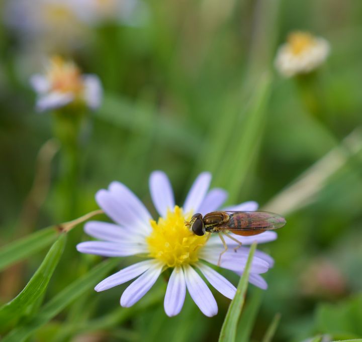 Flowerfly On White And Yellow Daisy - Jennifer Wallace - Photography ...