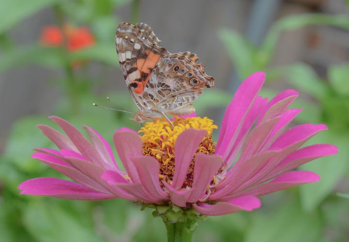 Summer days - Jennifer Wallace - Photography, Animals, Birds, & Fish ...