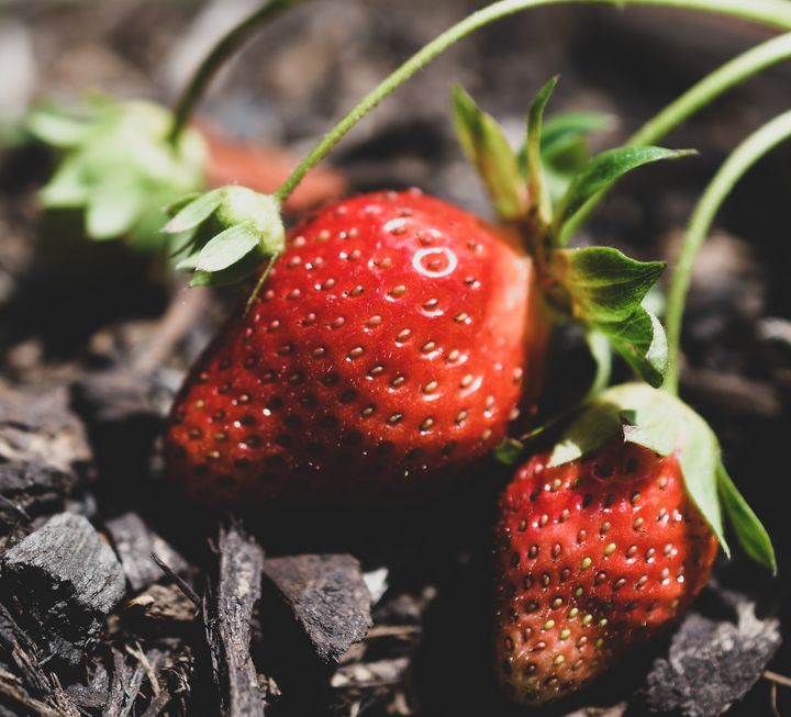 Strawberries Growing - Jennifer Wallace - Photography, Food & Beverage ...