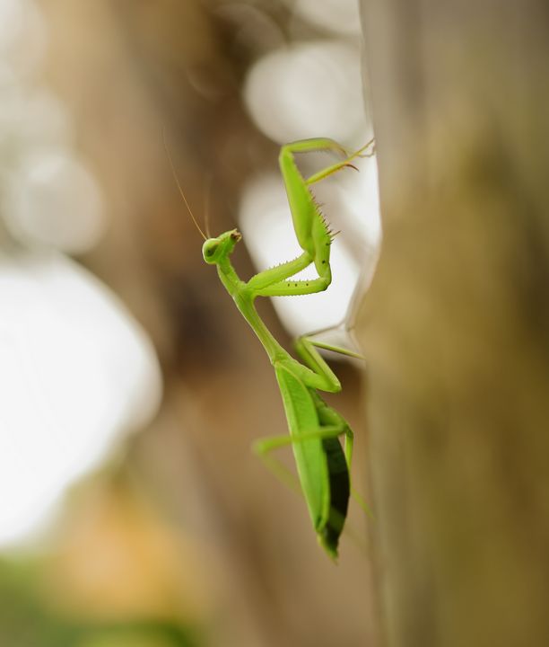 Praying Mantis - Wildlife In Africa, Sights In Africa - Photography ...