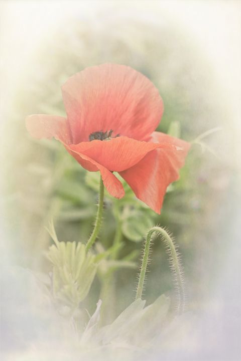 Dreamy Poppy - Lynn Bolt - Photography, Flowers, Plants, & Trees ...
