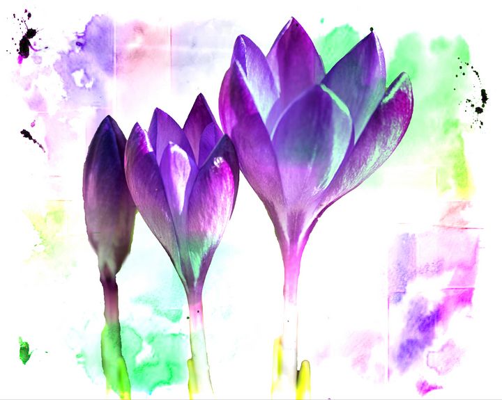 Three Crocuses - Lynn Bolt - Photography, Flowers, Plants, & Trees ...