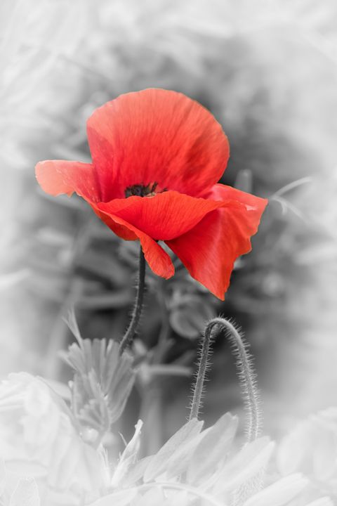 Poppy - Lynn Bolt Lochside Photos - Photography, Flowers, Plants ...