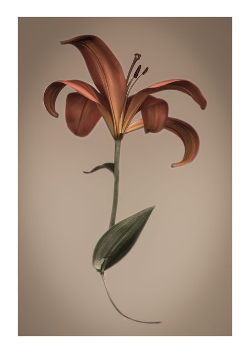 LILY - Nature, Divine Proportion, Still Life - Digital Art & AI, Still ...