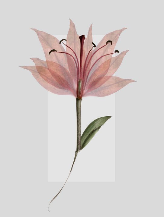 Nature, Divine Proportion, Still Life - Photography, Digital Art & AI