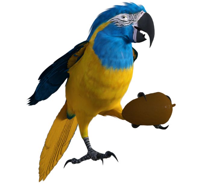 3d arara caninde in png - Molychris Gallery - Digital Art & AI, Animals ...