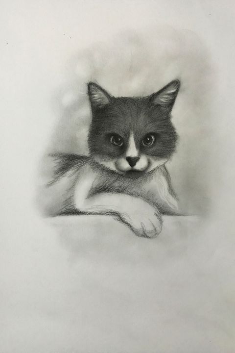 Sketching - BnW Turkish Angora - Online Lesson Demo Works - Drawings ...