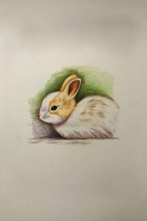 Drawing - Bunny - Online Lesson Demo Works - Drawings & Illustration ...