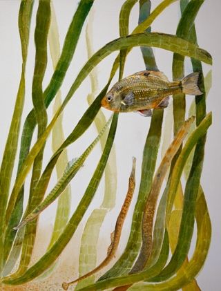Surfperch and pipefish in sea grass - Greg McBride - Drawings ...