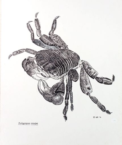 Striped Shore Crab - Greg McBride - Drawings & Illustration, Animals ...