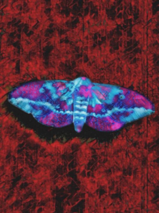 Moth - Welcome to Mystery Custom Creations - Digital Art & AI, Animals ...