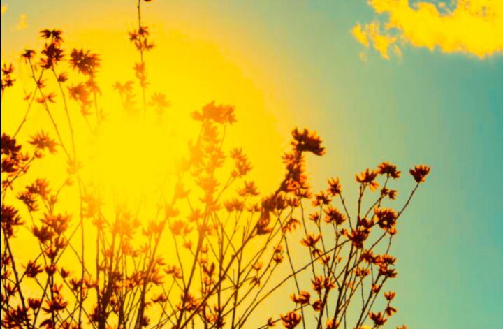Bright Sunshiny Day - woman248.art - Photography, Flowers, Plants ...
