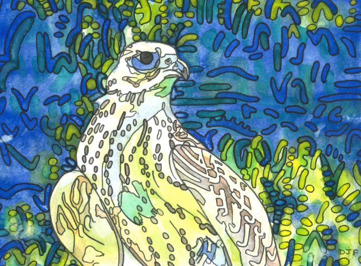 Falcon in Watercolor and Ink - Deborah Forrest - Paintings & Prints ...