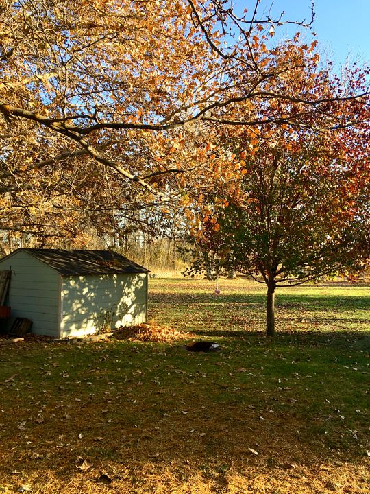 Fall Backyard - Every Day Pictures - Photography, Landscapes & Nature ...