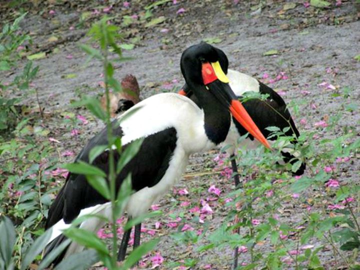 Saddle Billed Stork - Designs by TK Wolf - Photography, Animals, Birds ...