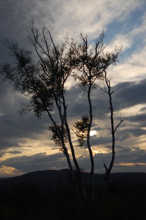 Craggy Tree - tiffanycassanophotography - Photography, Landscapes ...