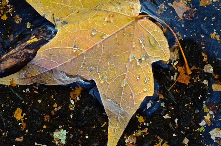 Crying Leaf - Mark Scott Thompson - Photography, Flowers, Plants ...