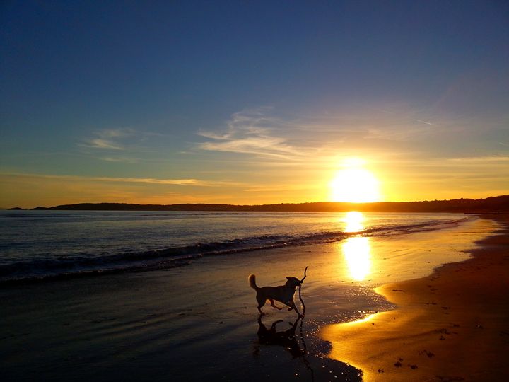 Happy dog on a sunset evening - Photo Life Generation - Photography ...